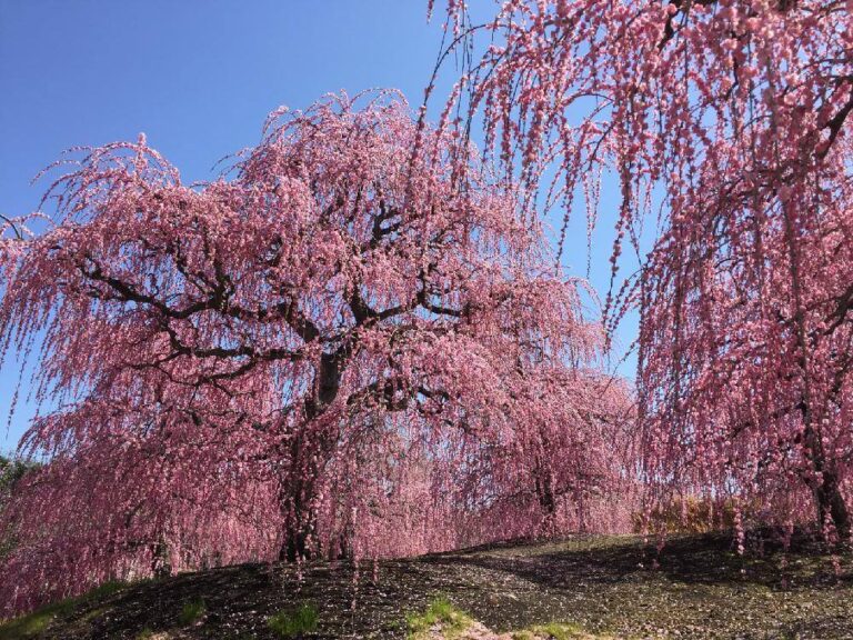 しだれ梅の剪定を徹底解説！手入れの方法や時期、咲かない理由は？ | HORTI by GreenSnap
