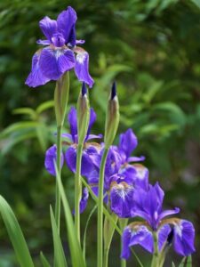 アヤメの育て方｜種まきや苗植え、植え替えの時期と方法は？ | HORTI by GreenSnap