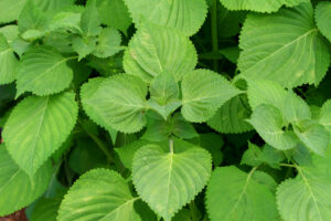エゴマの栽培｜種まきでの育て方や発芽日数は？苗植えの方法は？ | HORTI by GreenSnap