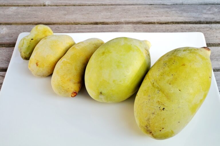 ポポー(ポーポー)の実の食べ方や味、栄養は？花の色や種類は？ | HORTI by GreenSnap