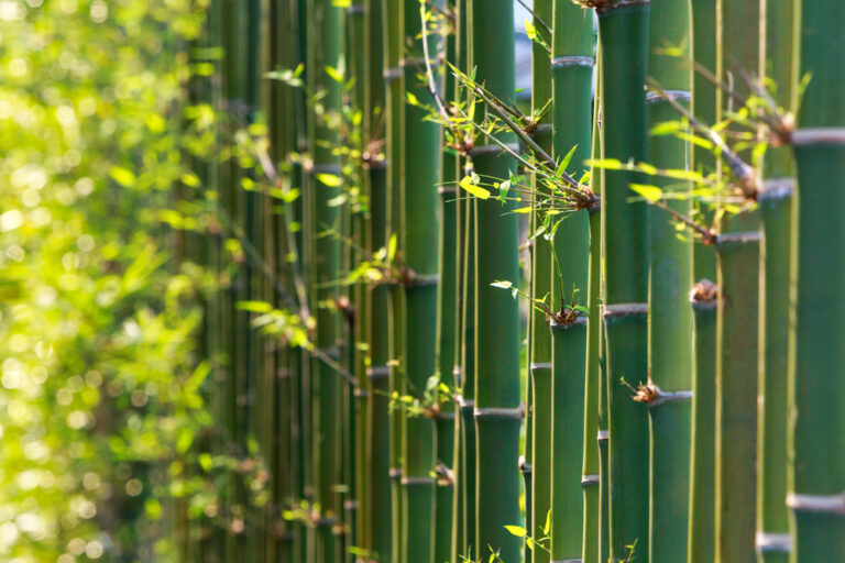 笹(ササ)の育て方｜鉢植えの時期と方法は？ | HORTI by GreenSnap