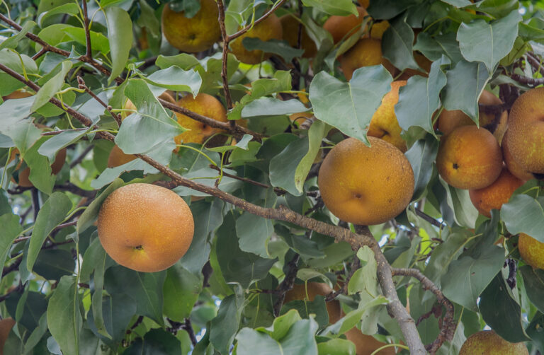 梨の育て方｜栽培のコツや肥料、水やりは？難易度は高い？ | HORTI by GreenSnap