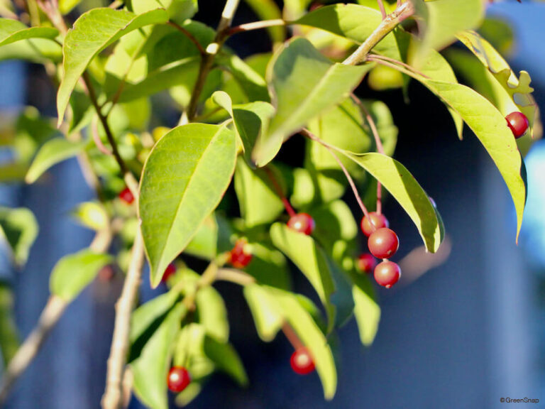 ソヨゴ(冬青)の花言葉と育て方｜剪定の時期と方法は？ | HORTI by GreenSnap